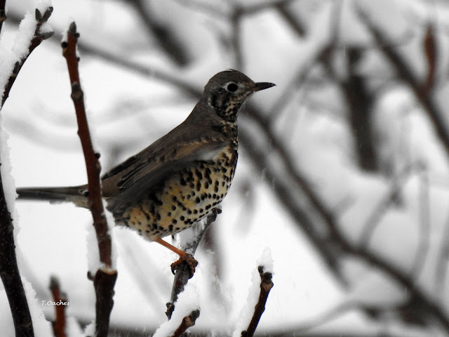 PASARI DIN ROMANIA: STURZ DE VASC, Turdus viscivorus