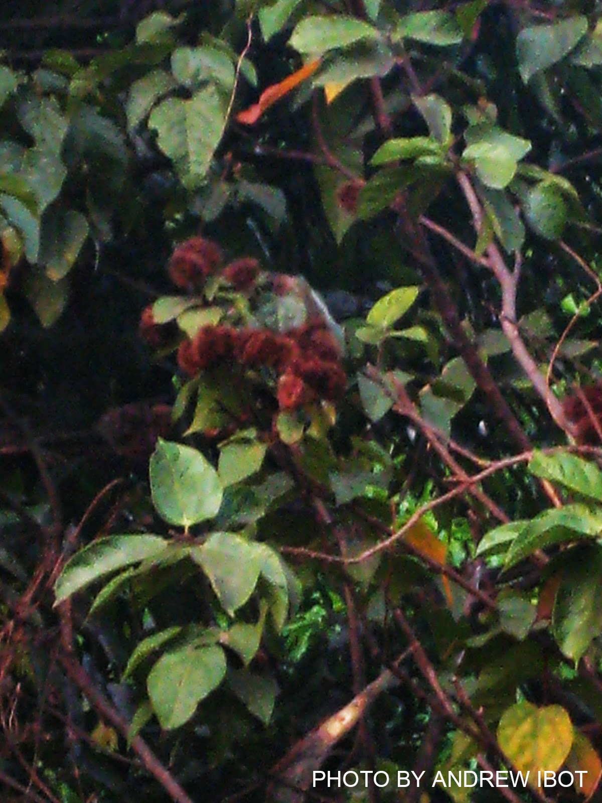 Ako si ANDREW IBOT!: Atsuete or Achuete (Biva orillana Linon)