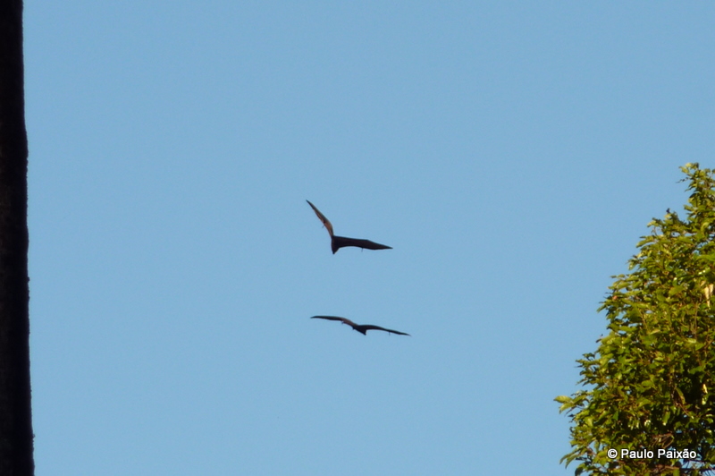 Mamíferos: Acerodon jubatus