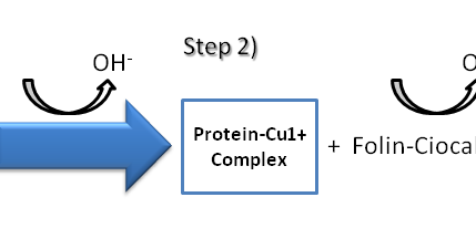 A Butterfly and Biotechnology: Lowry Assay Principle and procedure