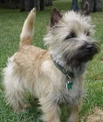 Terrier Dog Breeds Pictures and Information