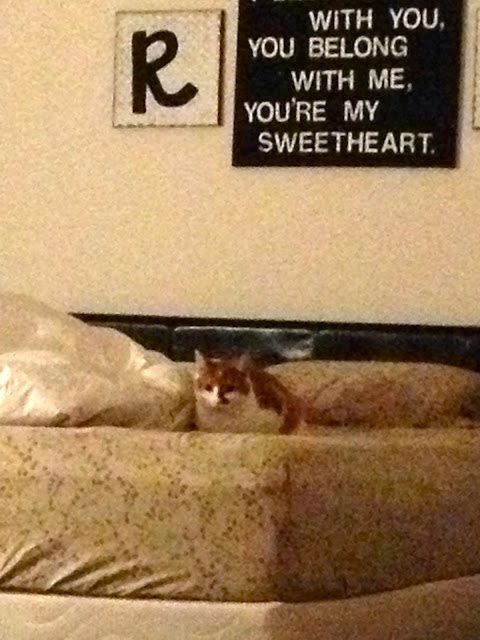 That's What She Said: Meet NUBBINS!!!