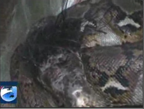 Santai Media!!: Gambar Ular Sawa Yang Mempunyai Rambut