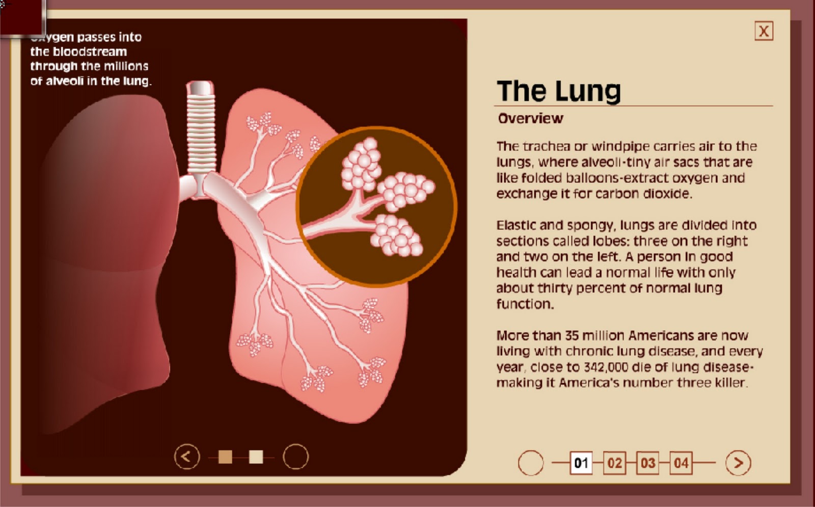 Animasi Paru-Paru | BIOLOGIPEDIA