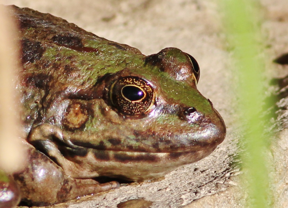 Ερπετά και αμφίβια της Κύπρου - Reptiles and amphibians of Cyprus by ...
