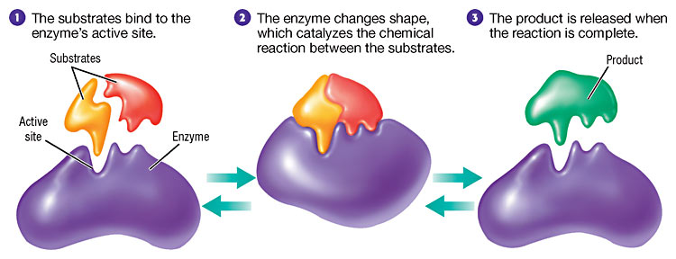 EC Honors Biology: Enzymes - My kind of molecule! They are TOUGH and ...