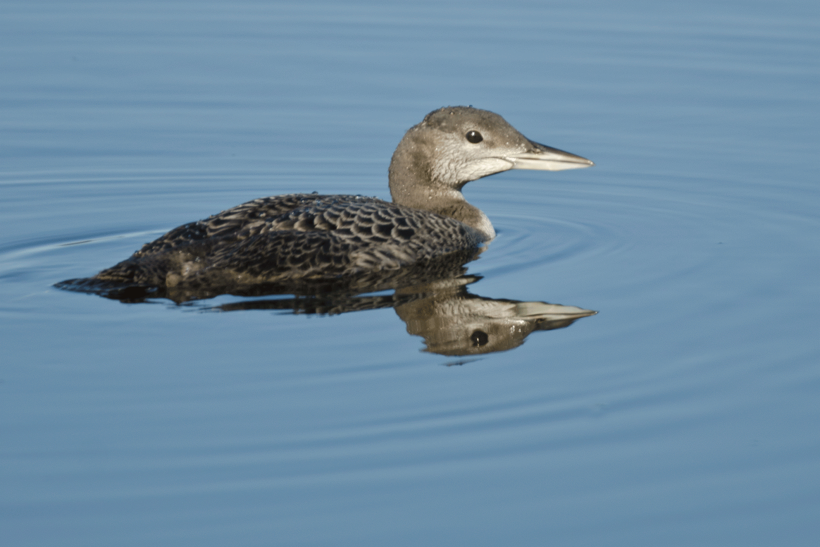 Journeys With Judy: Seney National Wildlife Refuge MI