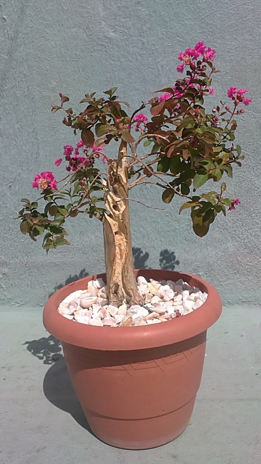 Bonsai de andar por casa...: Árbol de Júpiter - Lagerstroemia indica