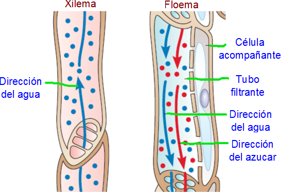 Ciencias de Joseleg: 3 SISTEMA CIRCULATORIO DE LAS PLANTAS