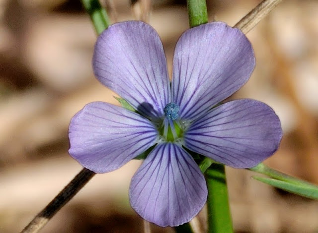 Barbara Rich Photography: Northern California Wildflowers and Native Plants