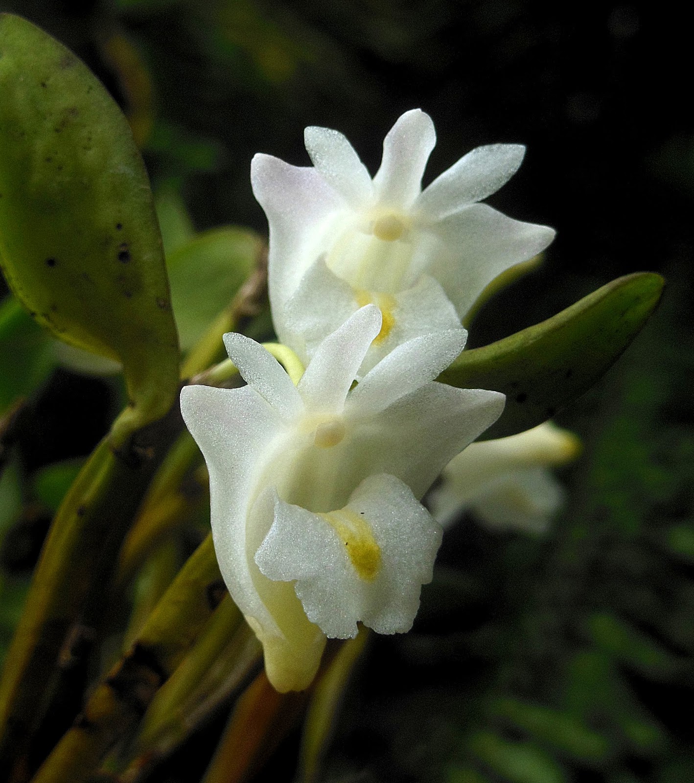 A dendrobe with 'hymen flowers'