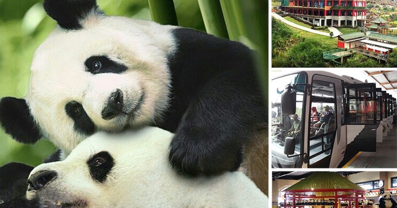 Istana Panda, Spot Wisata Favorit Terbaru di Taman Safari Bogor
