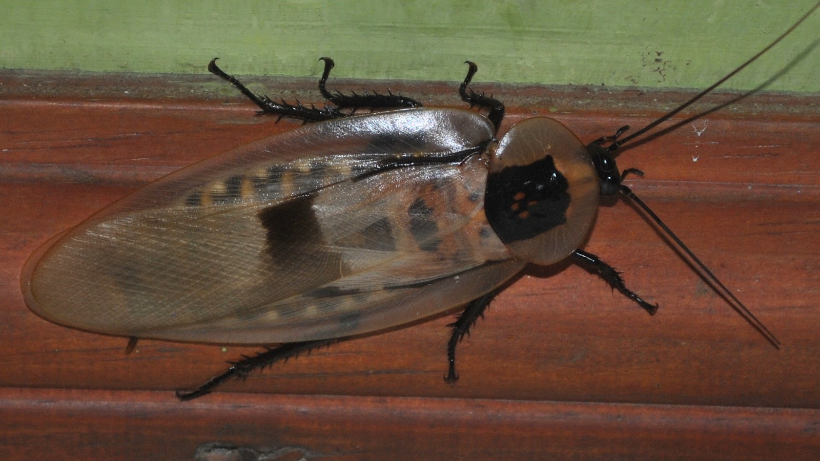 Palms Overland Adventure: Puerto Viejo, Costa Rica