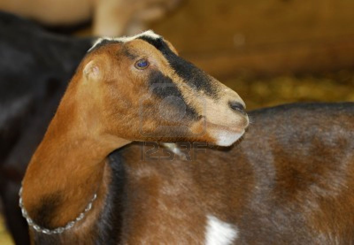 Produccion Ovina y Caprina: Razas Ovinas y Caprinas Destacadas En Colombia