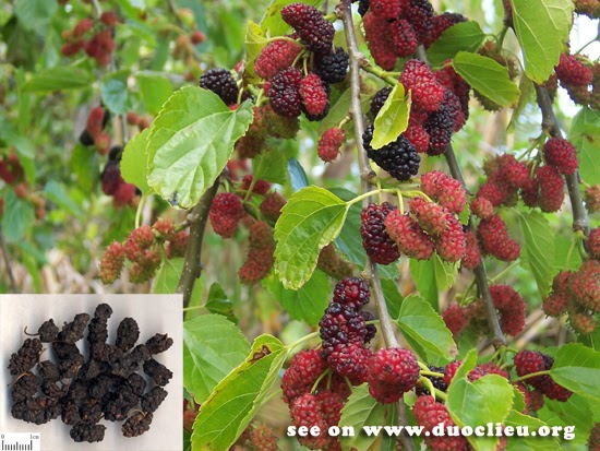 Mulberry (Sangshen)-Morus alba-Fructus Mori
