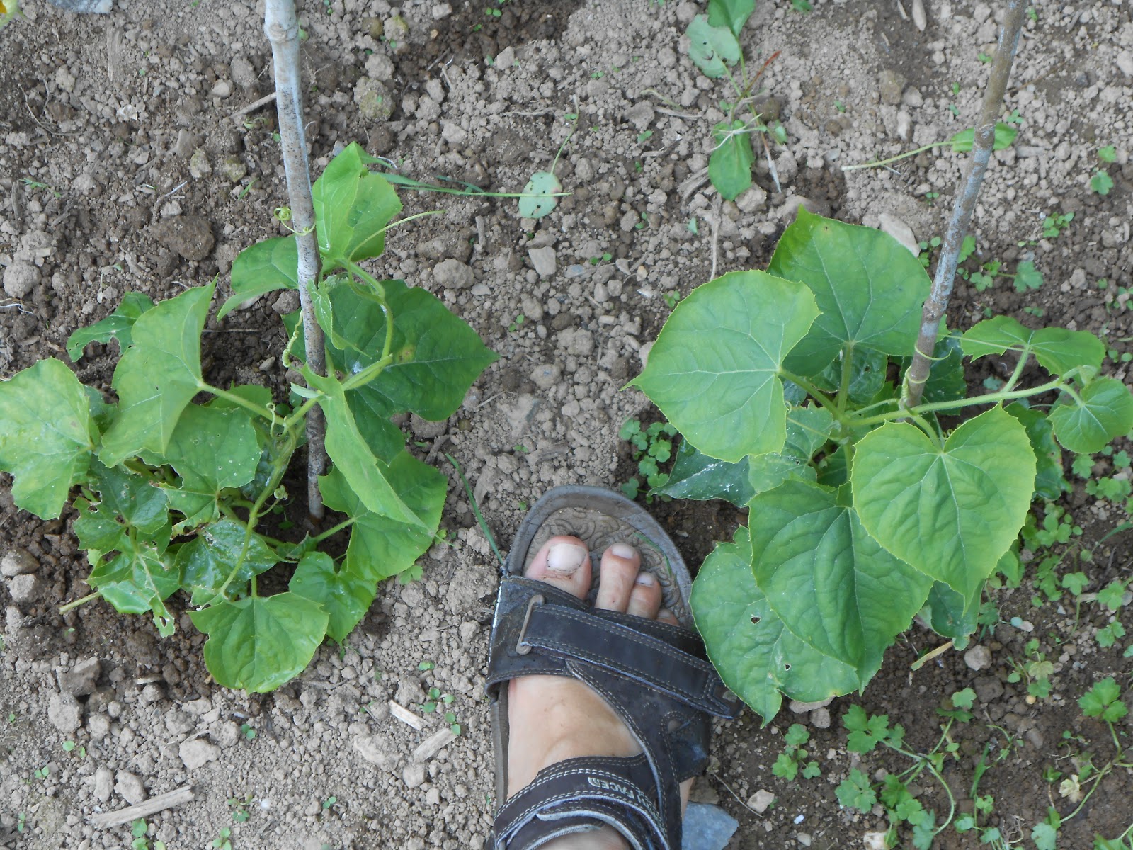 Anchote: Out of Africa