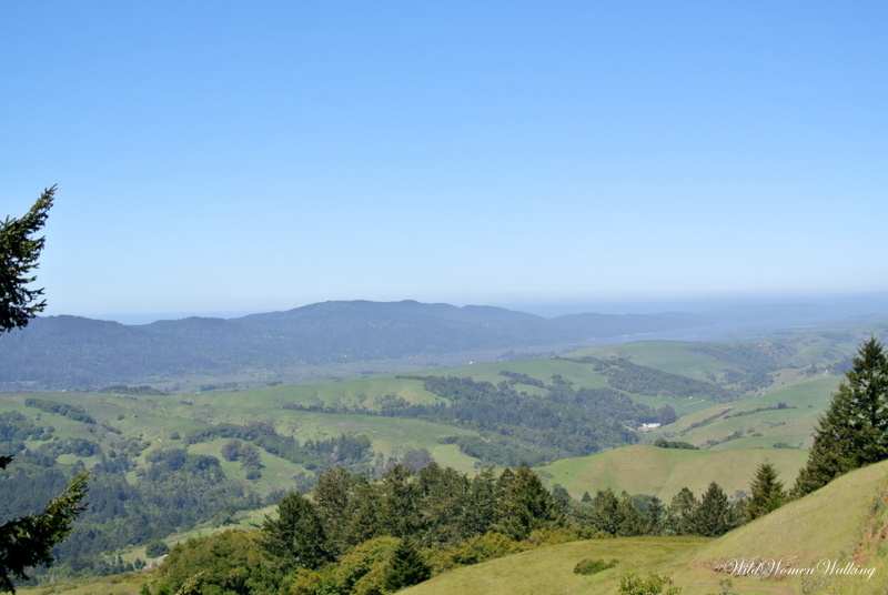 wild women walking: Samuel P. Taylor State Park: Barnabe Mountain