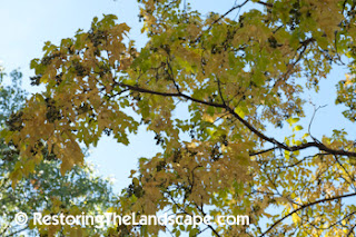 Restoring The Landscape With Native Plants: A Non-Native Tree that has ...