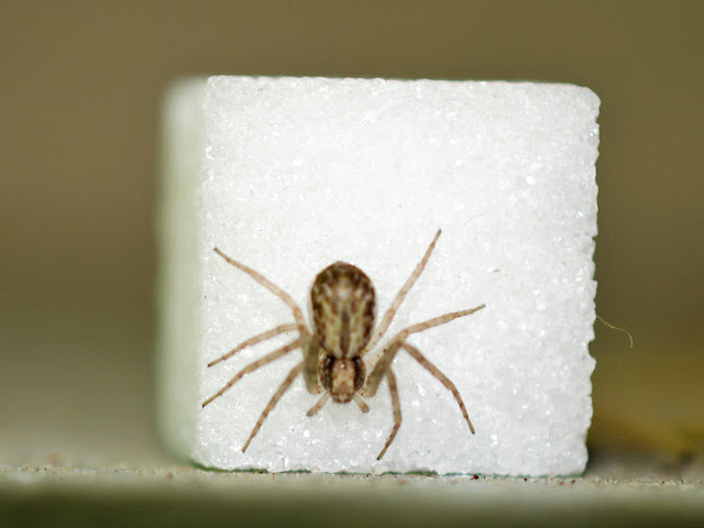 Wanderin' Weeta (With Waterfowl and Weeds): Sugar cube spider