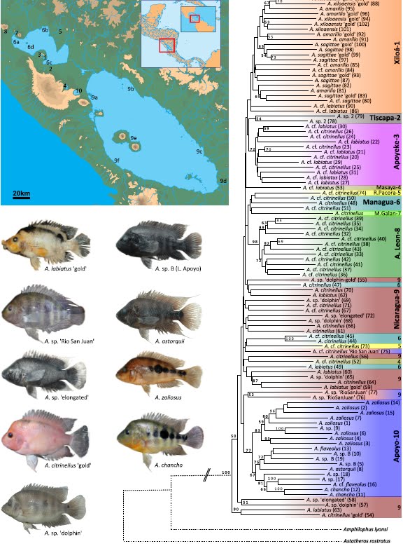 Laguna de Apoyo, Nicaragua: Sympatric Speciation Demonstrated Among the ...