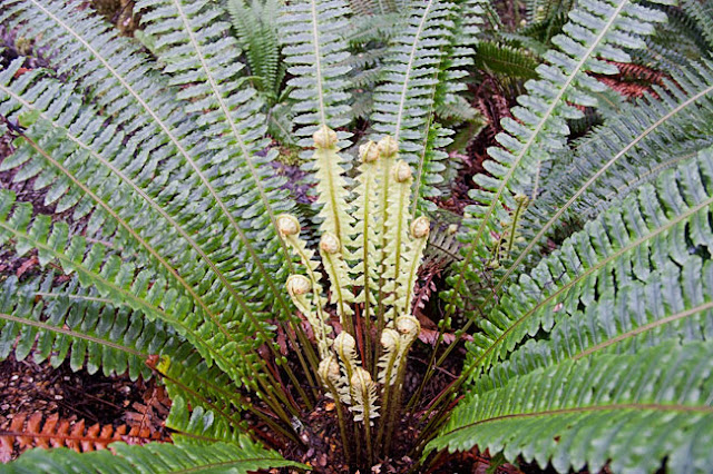 AUULLIDOS por LOBOLOPEZZ: #54. HELECHOS - FERNS