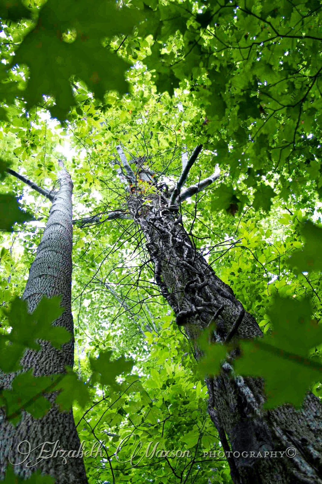 The Adventures of Elizabeth: Some Pathways Need Passing