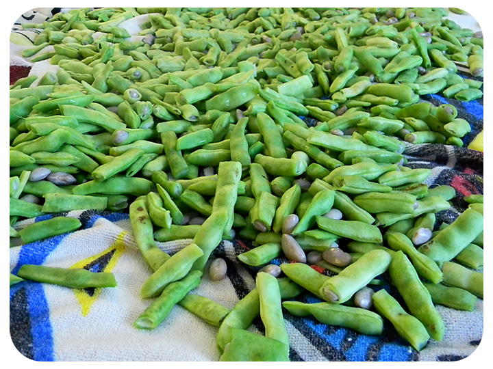 Food: How to dry Shucky Beans | Bull Rock Barn and Home
