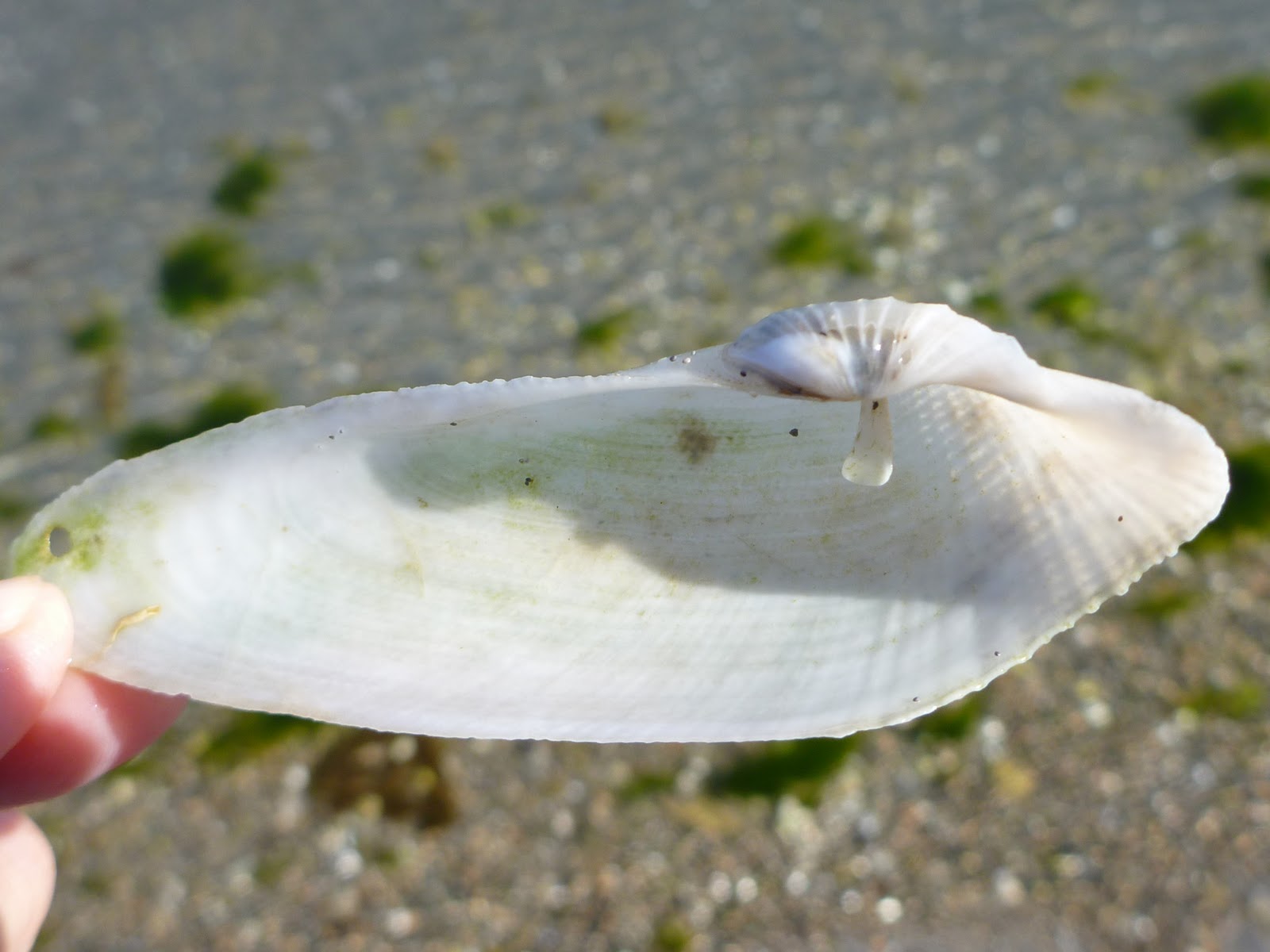 mar menor mar mayor: Pholas dactylus