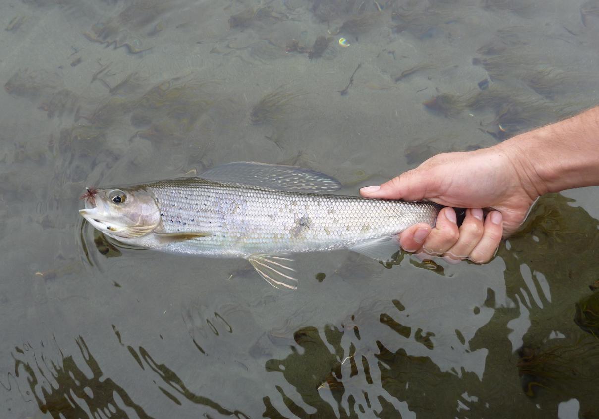 beo-fishing