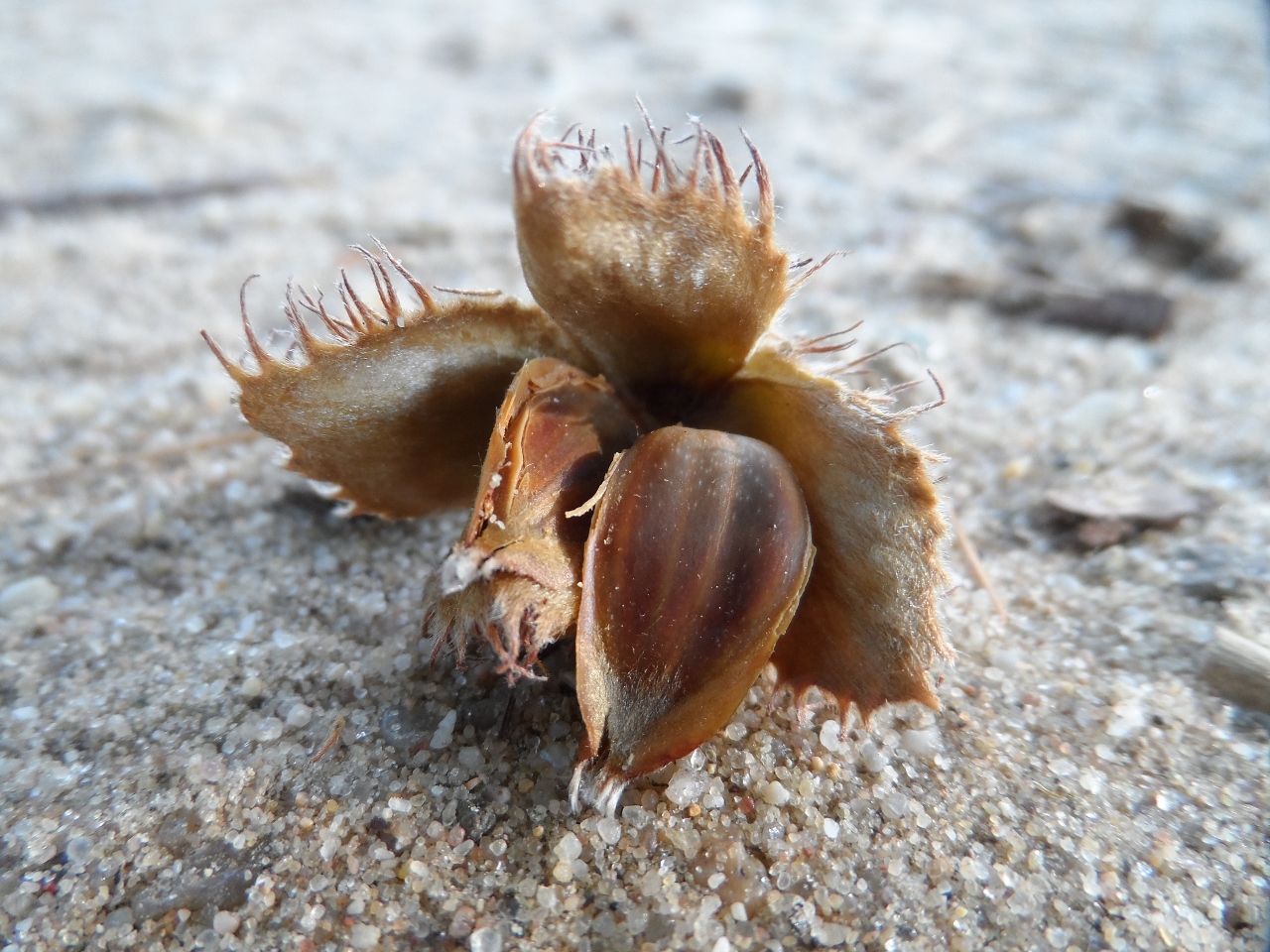 Jaartje bloggen: Beukennootjes