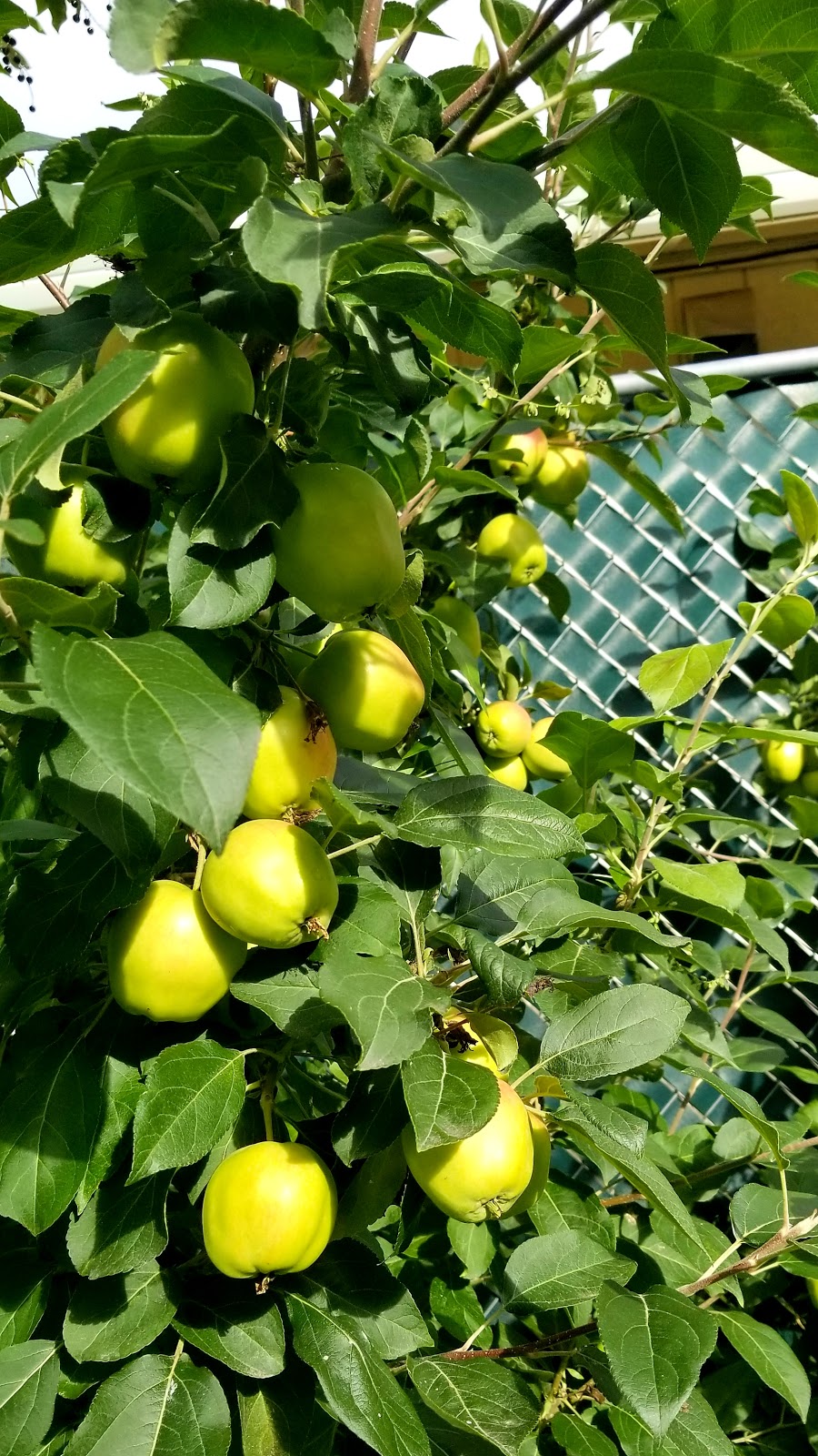 My apple tree after 7 years of growing in Fairbanks Alaska