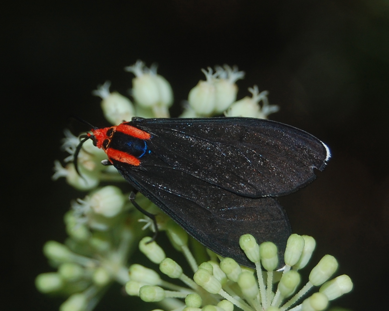 blackoaknaturalist: Bugs of the Day