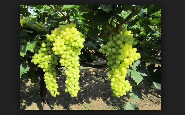 angur - SkyNews Nepal