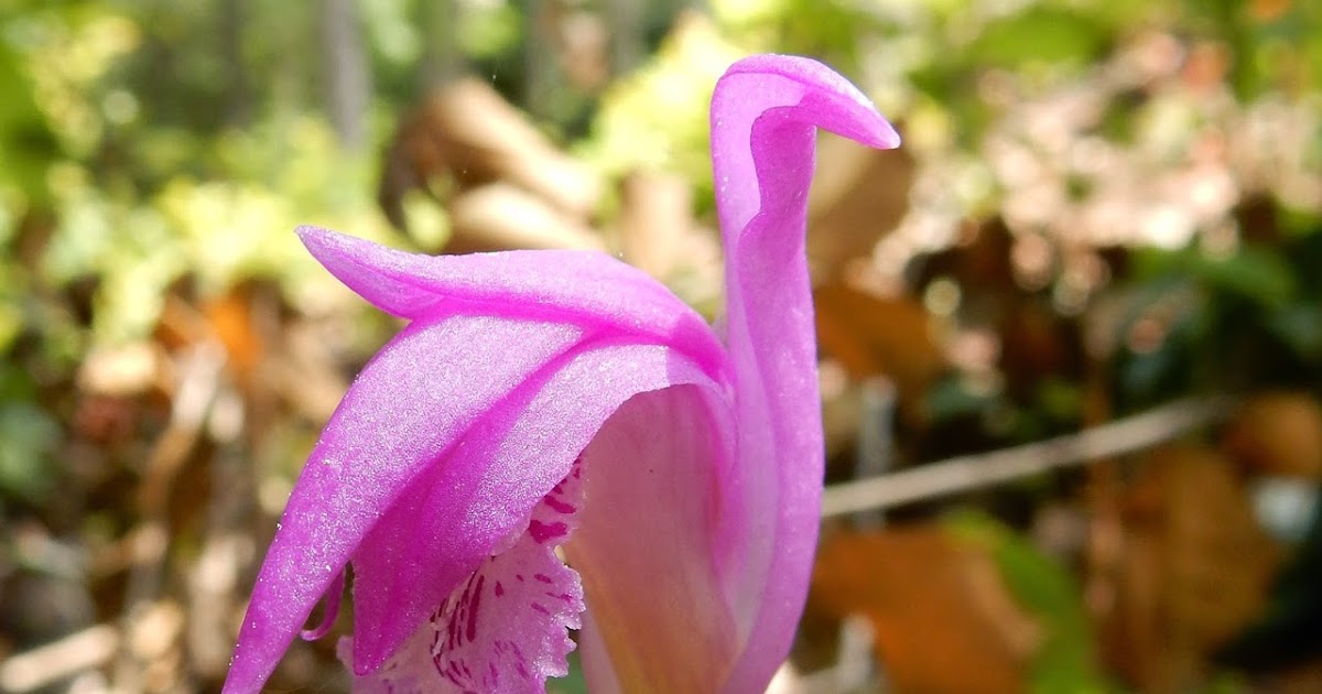 NC Plant Conservation & Beyond: Lost & Found: Bog Rose