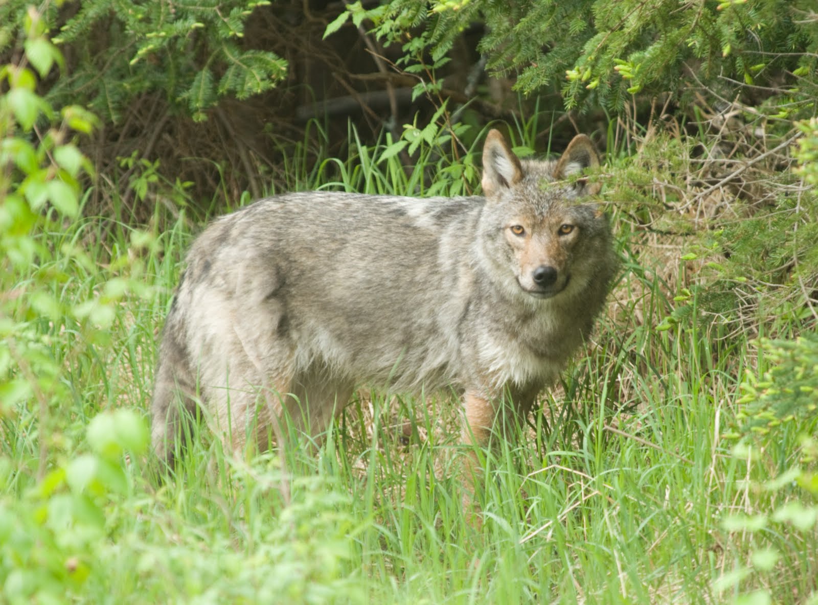 Arowhon Pines in Algonquin Park: A Rare Wolf Sighting