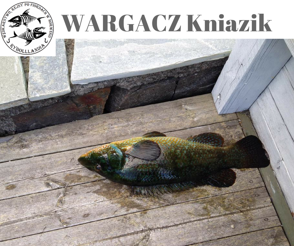 Ryby z rodziny wargaczowatych - Wargacz