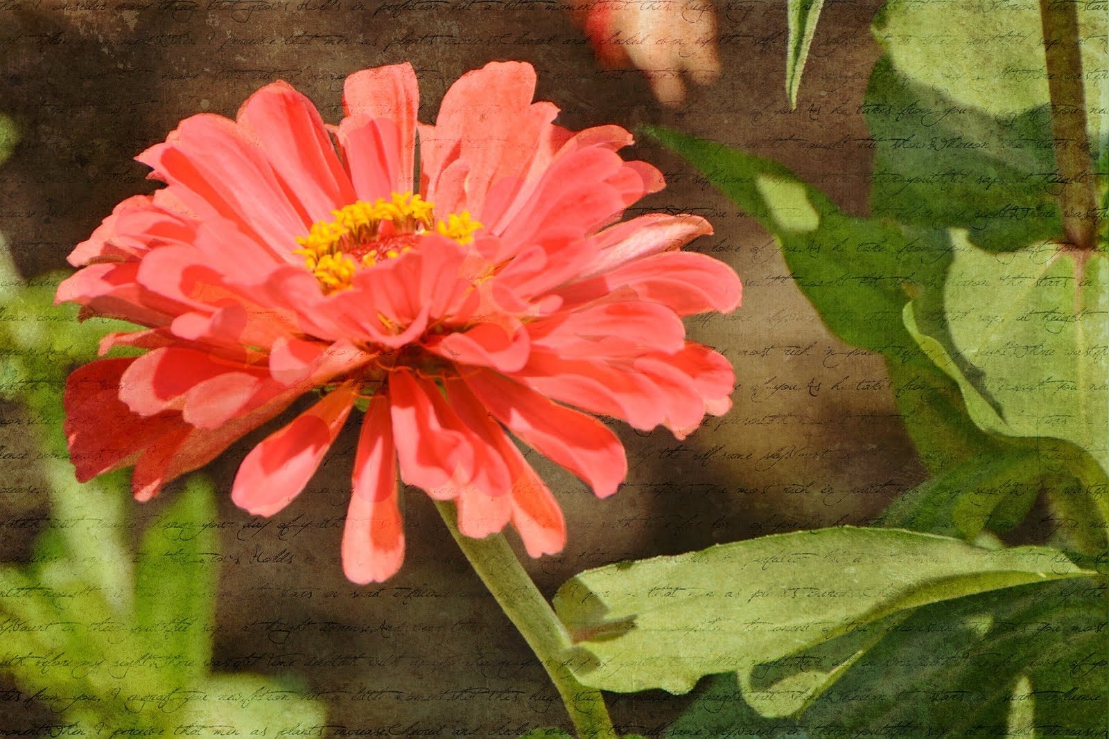 Snippets from Springdale: Zoo Zunday