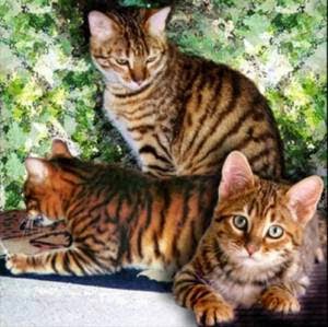 kucing-kucing comel