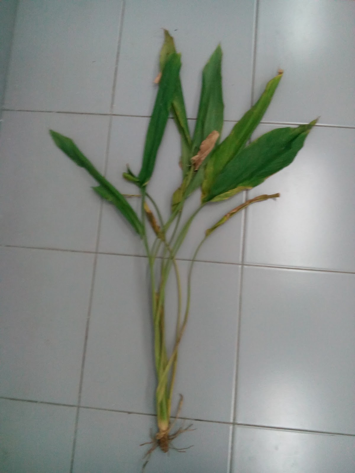 ANEUK PERTANIAN UNSYIAH: LAPORAN BOTANI TENTANG MORFOLOGI BATANG