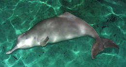 El blog de las especies singulares: La extinción del baiji