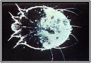 Penyakit Scabies dan Cara Pengobatan | Uraniwa Rabbit