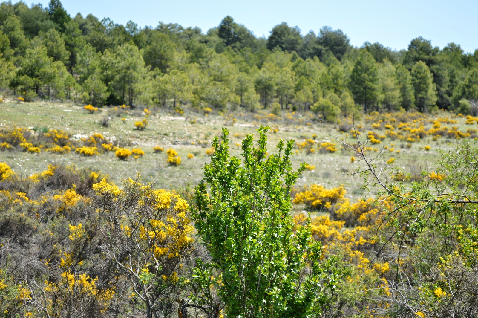 BLOG DE LA CIERVA ANTONIA: La aliaga o aulaga (Genista scorpius)