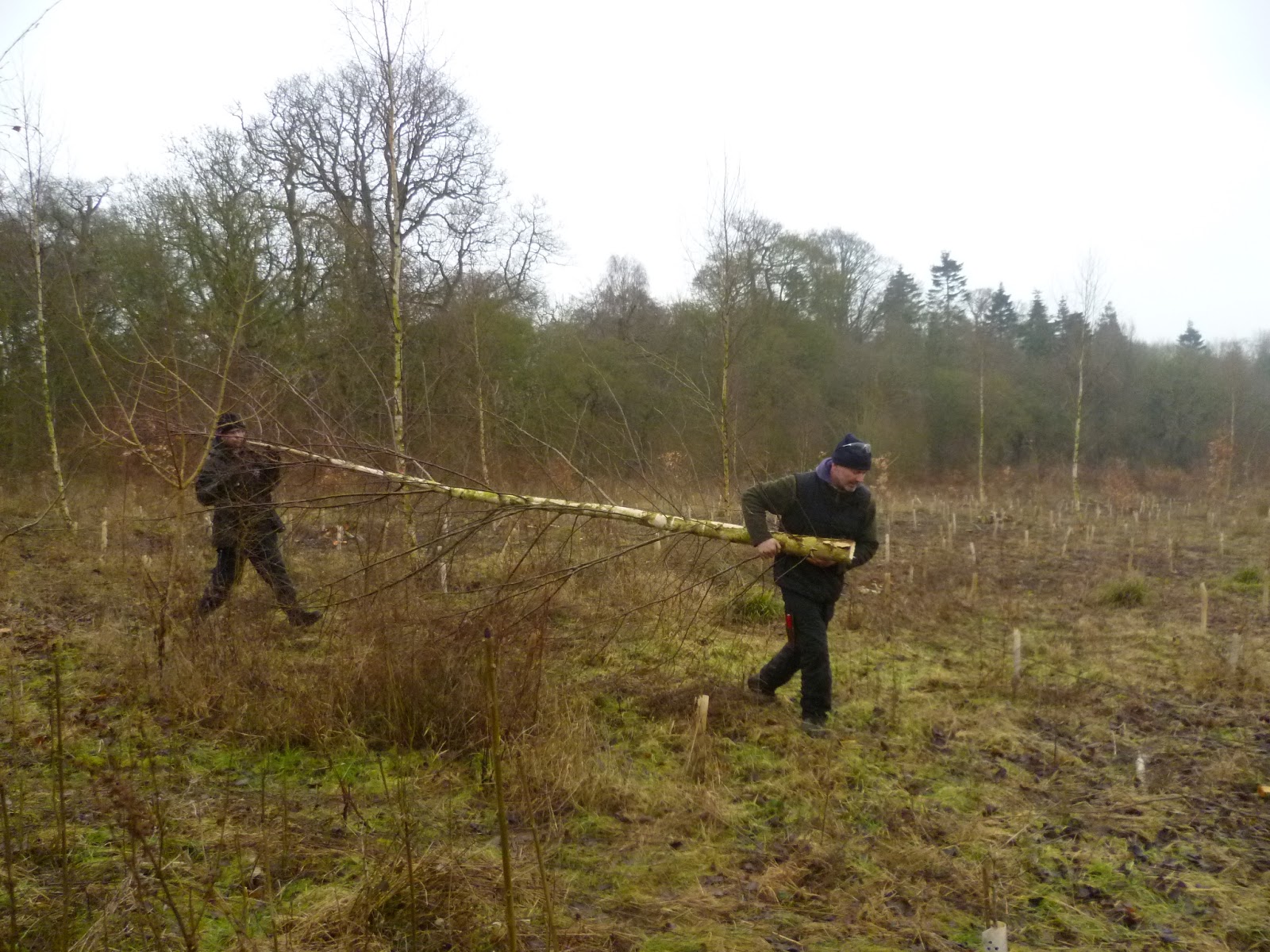 Worcester College Gardeners 2009-2018: Coppicing Hazel And Silver Birch