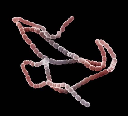 BACTERIAL MORPHOLOGY CONTD...