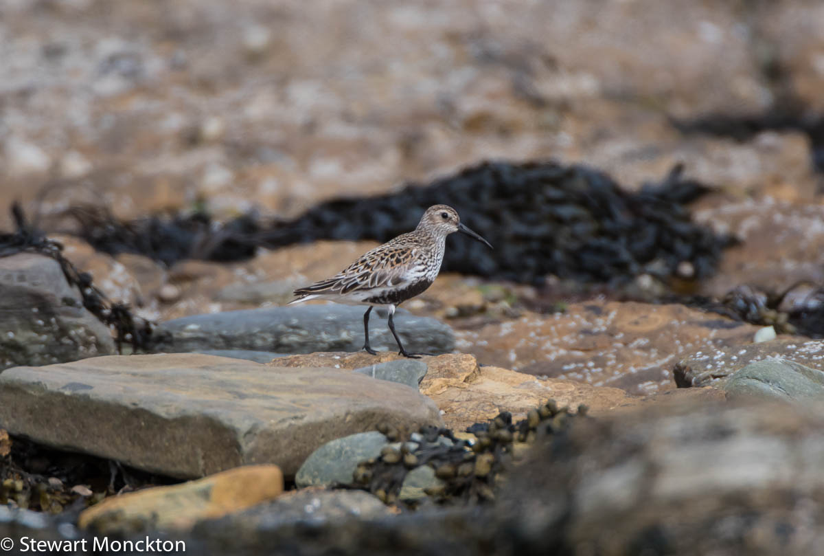Paying Ready Attention - Photo Gallery: Wild Bird Wednesday 212 ...