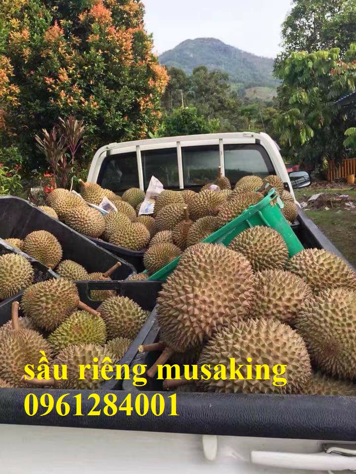 Sầu riêng Musaking, sầu riêng Musang King, sầu riêng Malaysia,giống cây ...