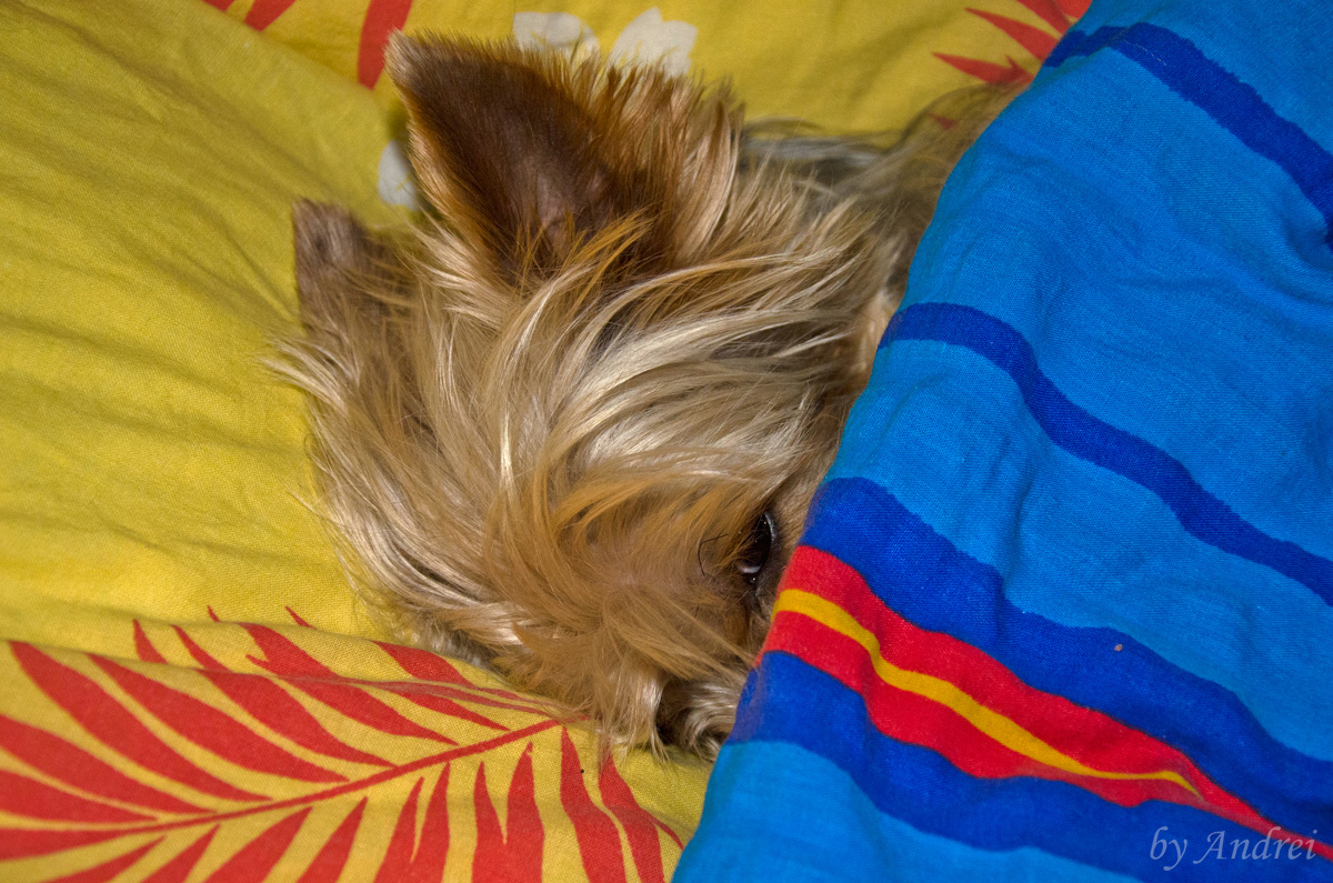 Cu Azorel la plimbare - Blogul Larisei