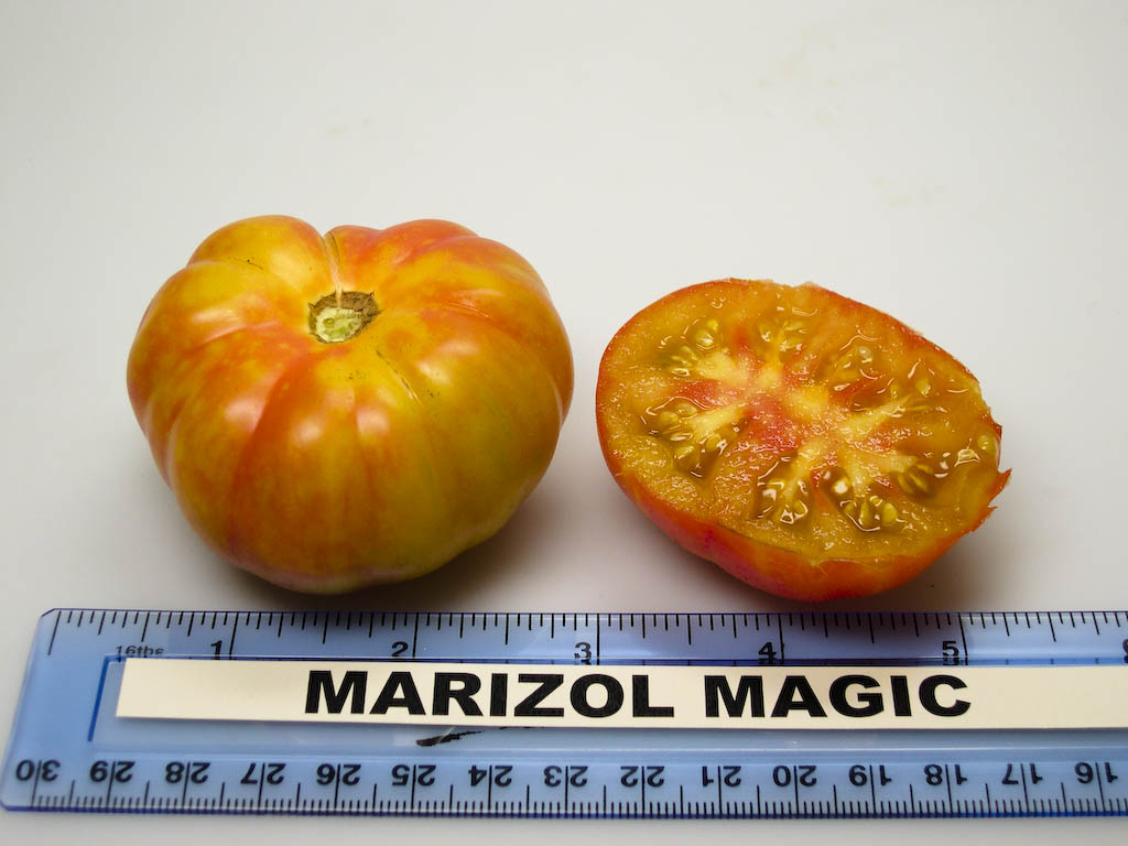 Naomi's Garden: What type of tomato to plant?