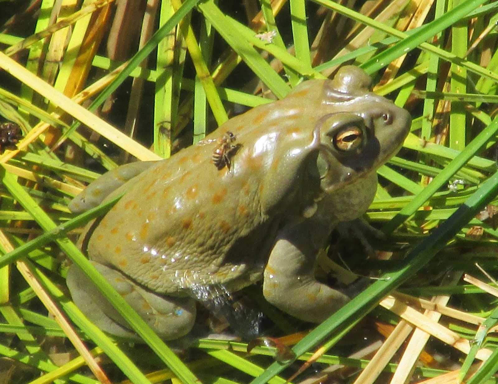 In the Sonoran Sun: Sonoran Desert Toad