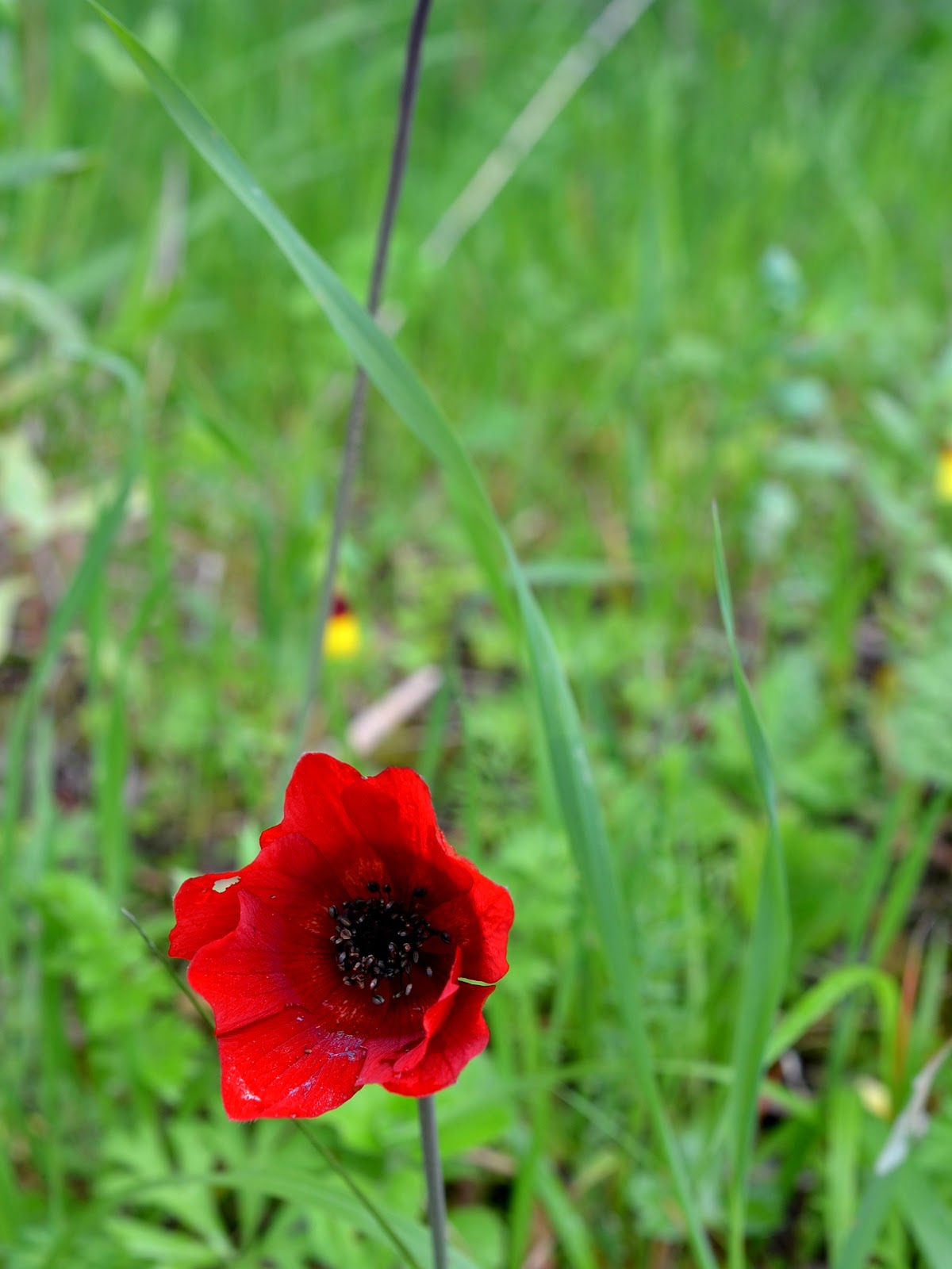 Jurnal de gradina: Despre maslini